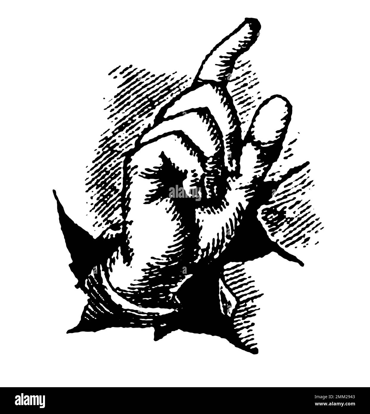 Antique illustration depicting pointing finger. Published in Proben ...