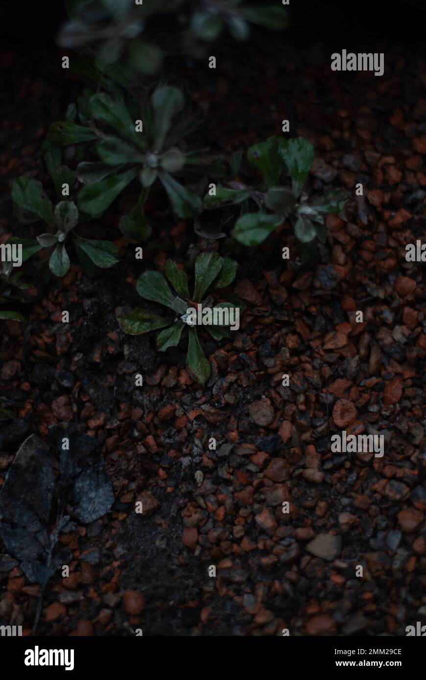 View on green plants on stony ground Stock Photo - Alamy