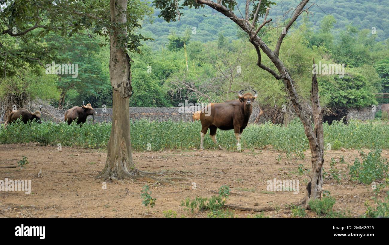 Male gaur hi-res stock photography and images - Alamy