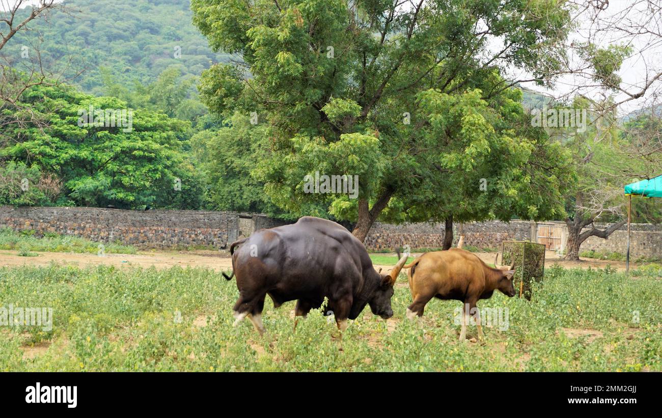 The gaur also known as the Indian bison is a bovine native to South and ...