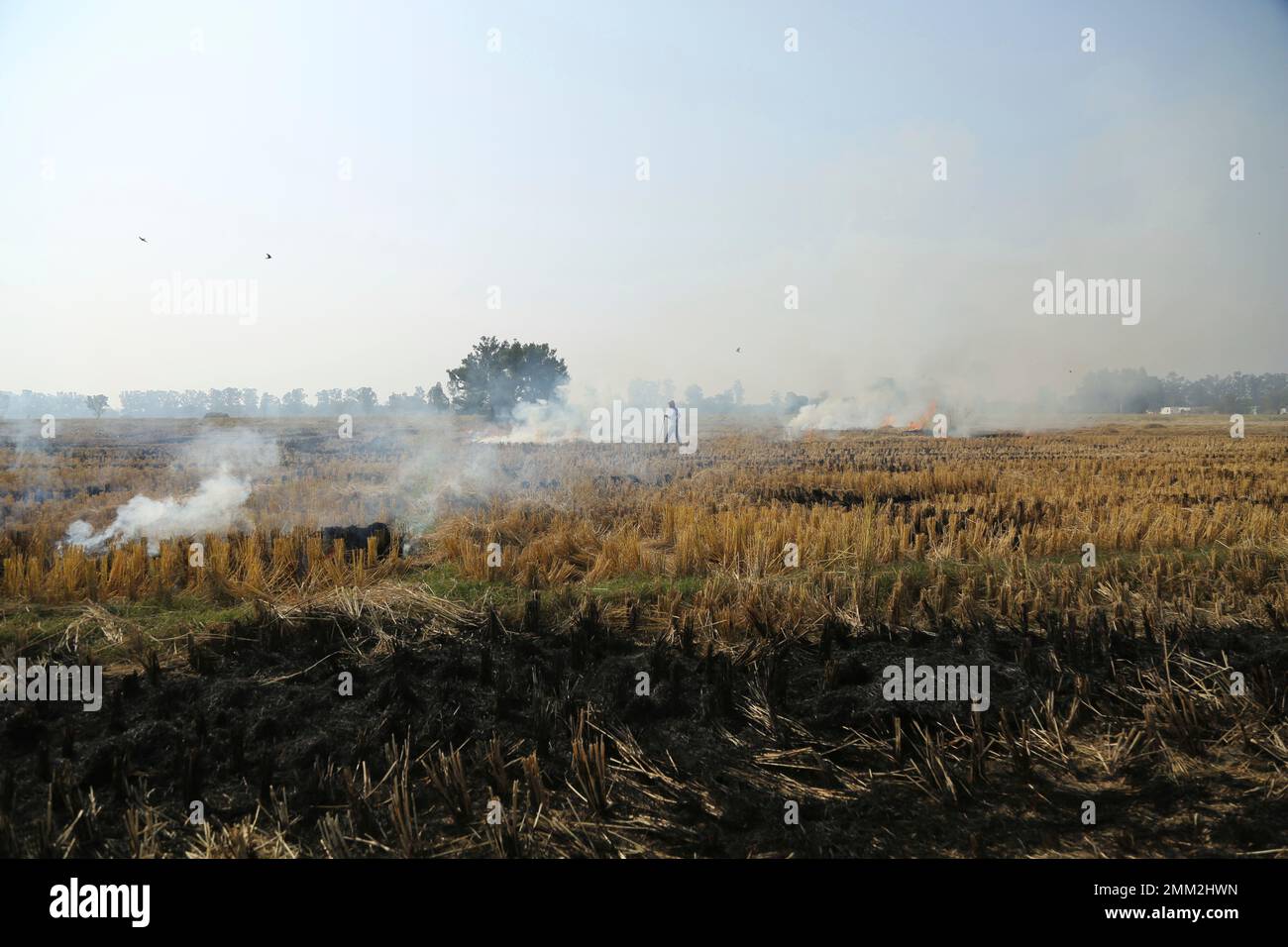 An Indian farmer burns crop stubble after harvesting paddy near the ...