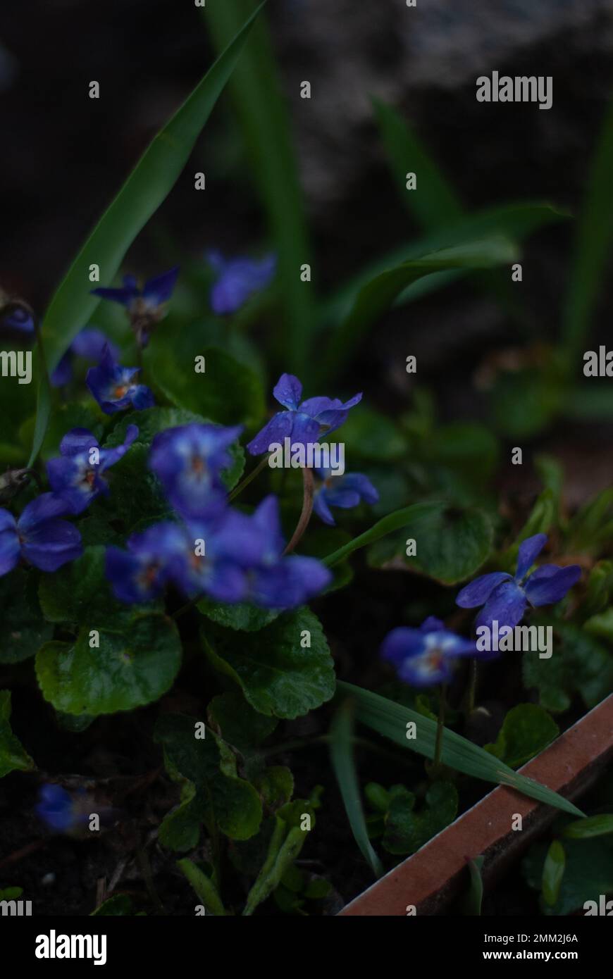 Ground violet hi-res stock photography and images - Alamy