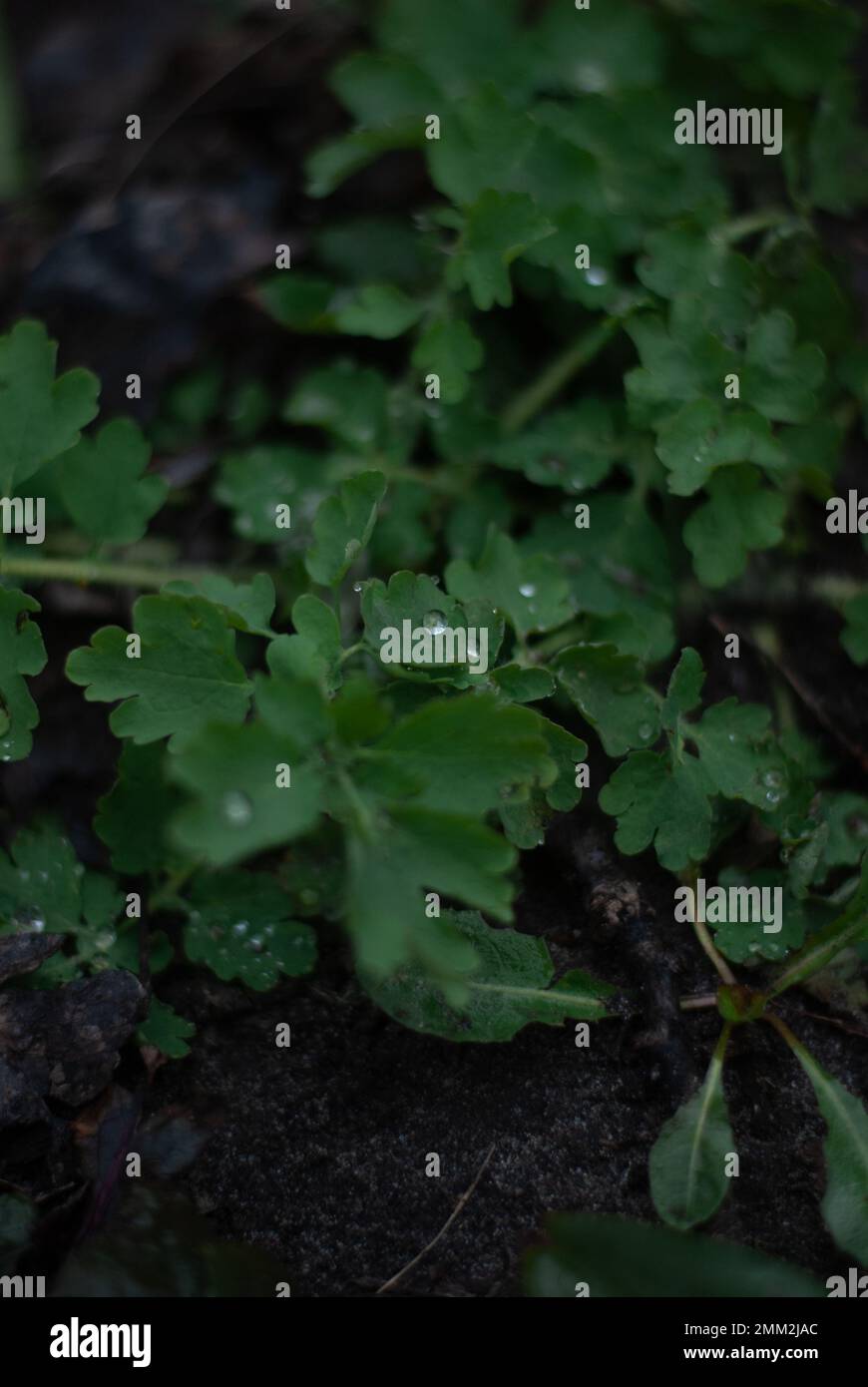 Warm ground with nature and landscape hi-res stock photography and ...
