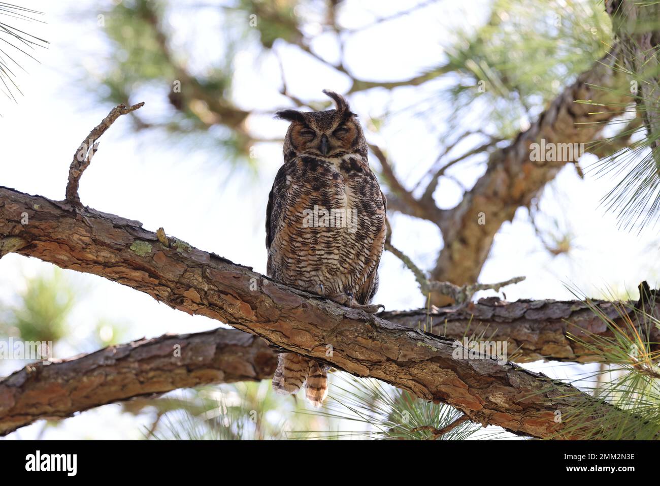 Great Horned Owl Florida USA Stock Photo - Alamy