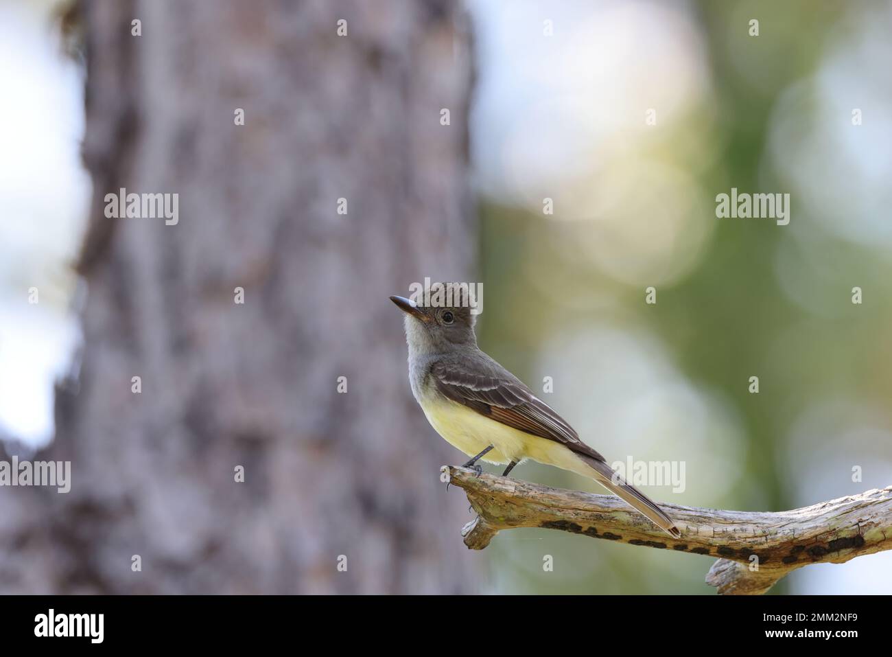 Great crested flycatcher hi-res stock photography and images - Alamy