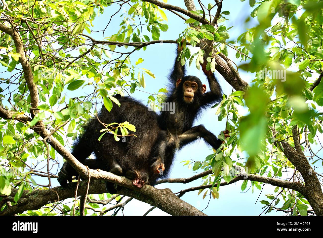 Jane goodall chimpanzees hi-res stock photography and images - Alamy