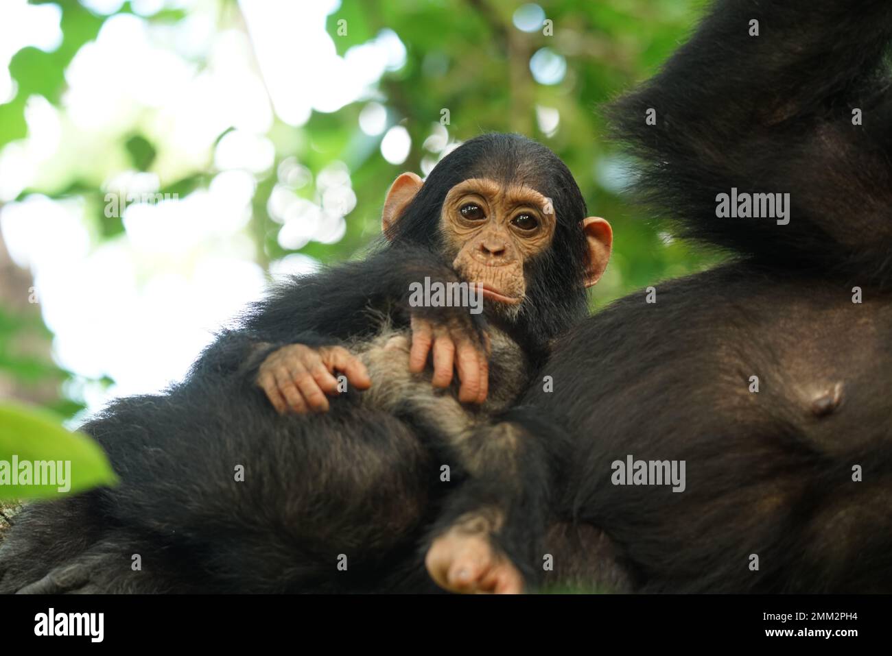 Chimpanzee tool tanzania hi-res stock photography and images - Alamy