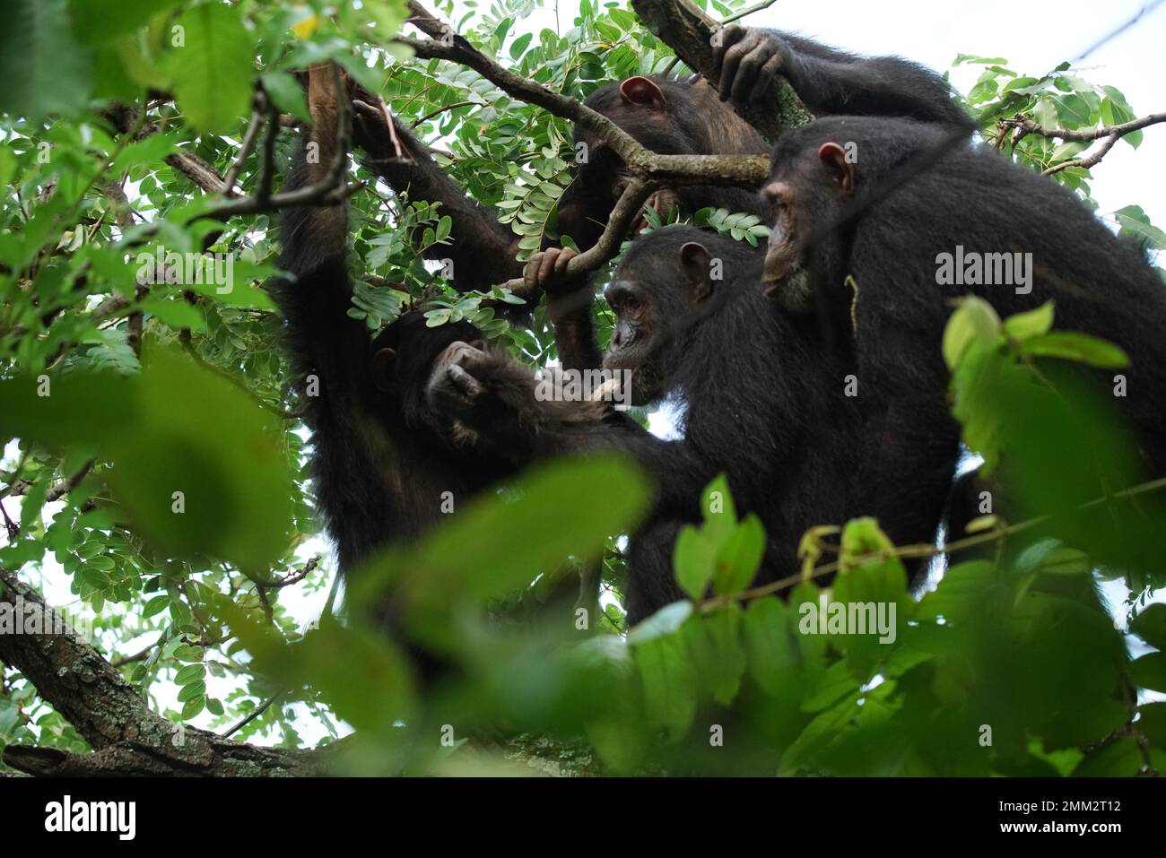 Killing monkeys hi-res stock photography and images - Alamy