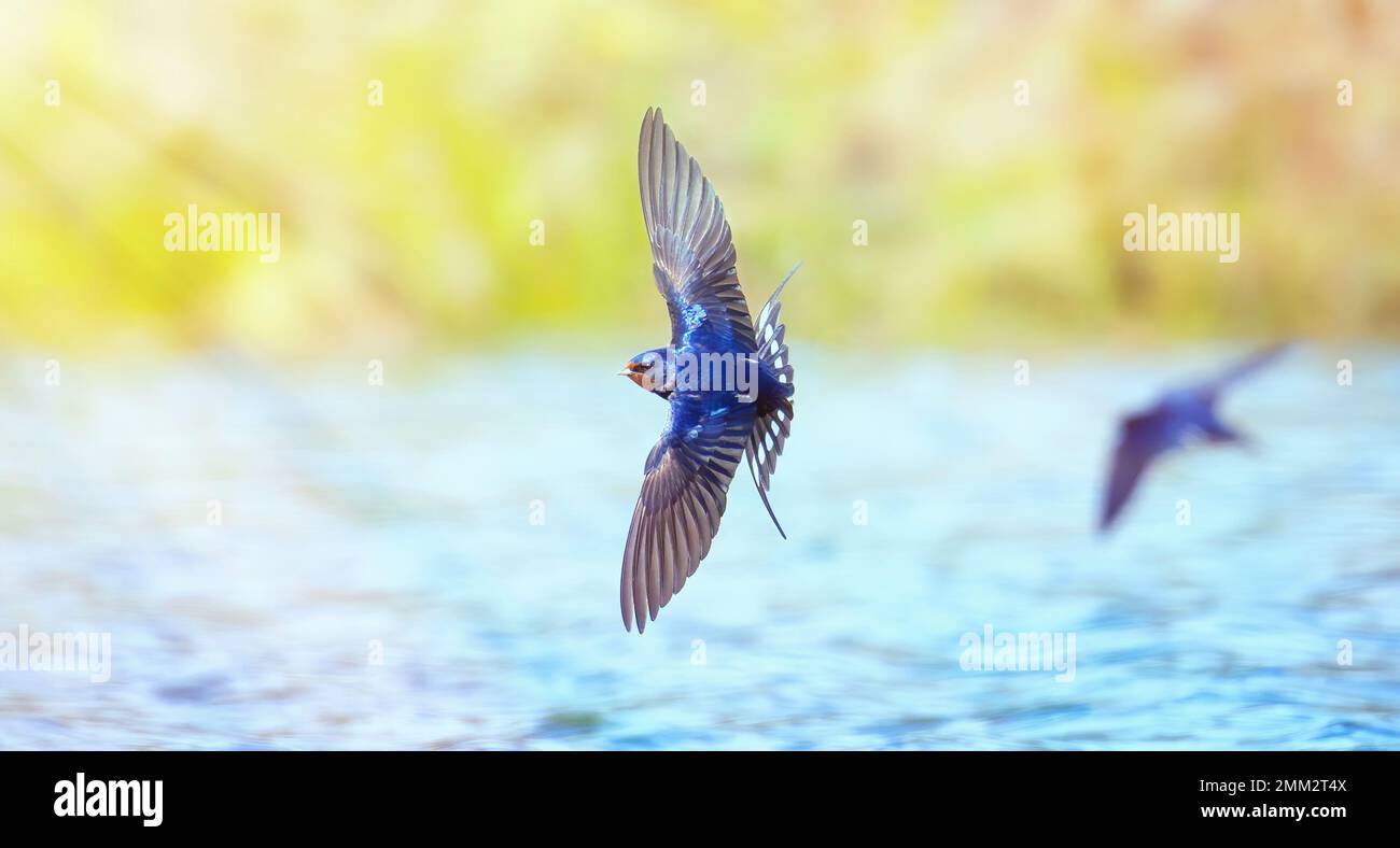 Barn swallow Hirundo rustica flies over the water and catches insects ...