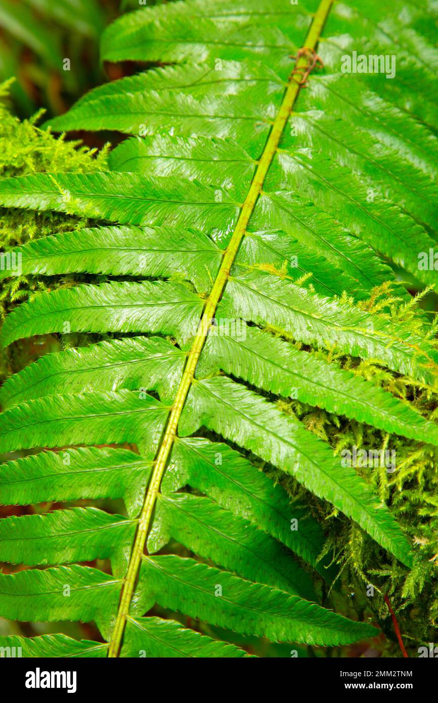 Western sword fern (Polystichum munitum), Silver Falls State Park ...
