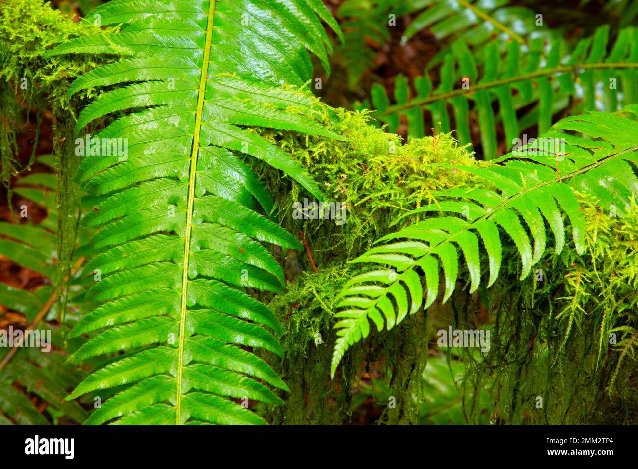 Western sword fern (Polystichum munitum), Silver Falls State Park ...