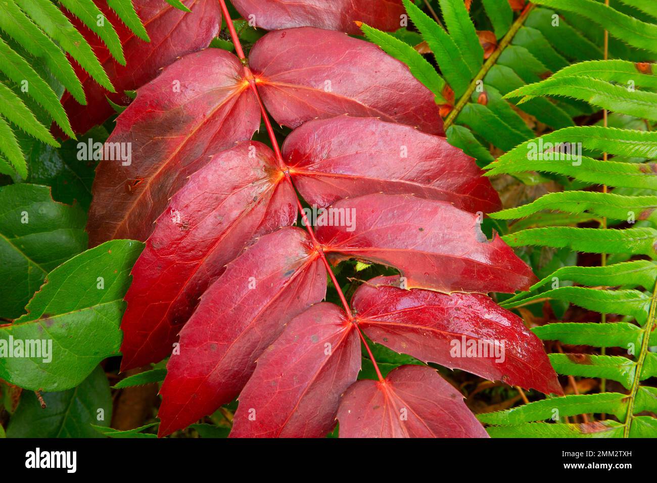 Oregon grape (Mahonia aquifolium), Silver Falls State Park, Oregon ...