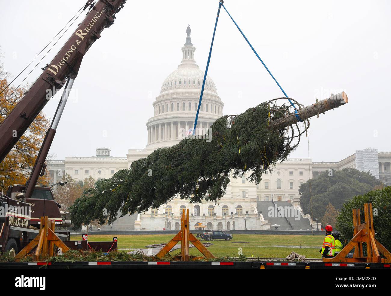 Workers move the 2018 U.S. Capitol Christmas Tree as it arrives to the ...