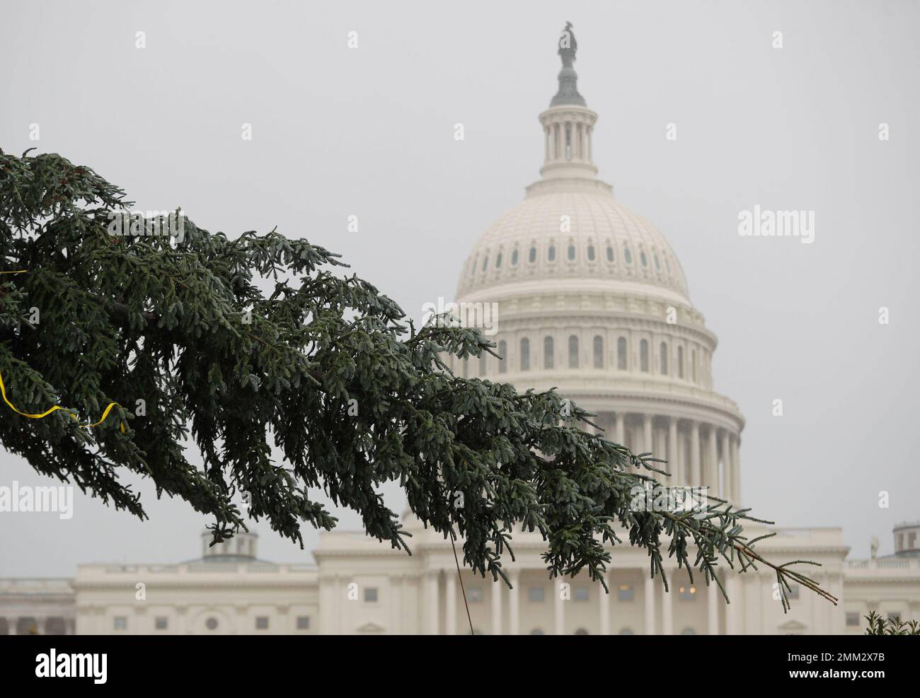 Workers move the 2018 U.S. Capitol Christmas Tree as it arrives to the ...