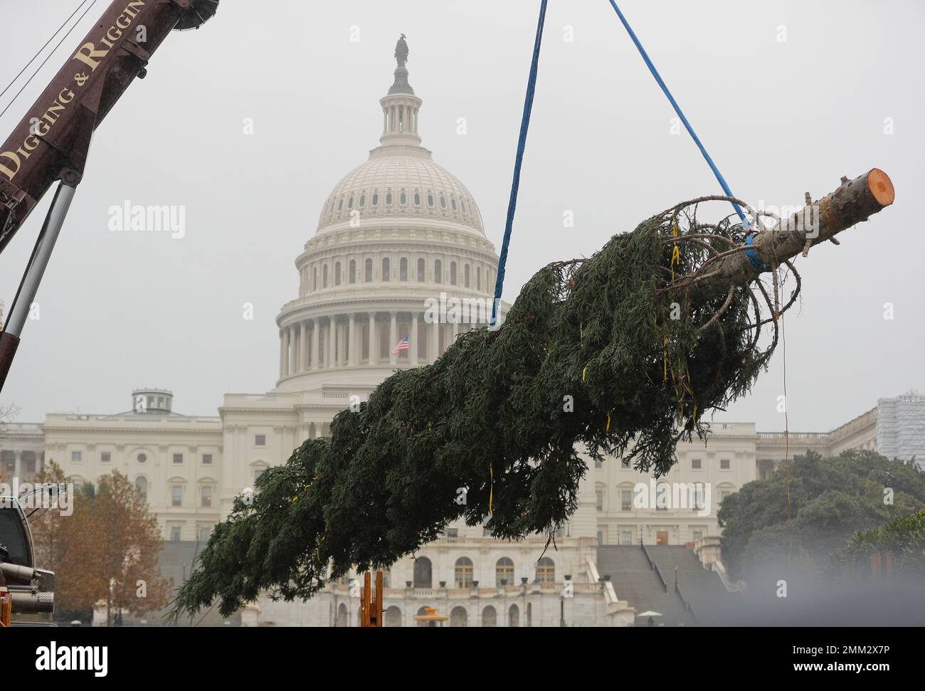 Workers move the 2018 U.S. Capitol Christmas Tree as it arrives to the ...