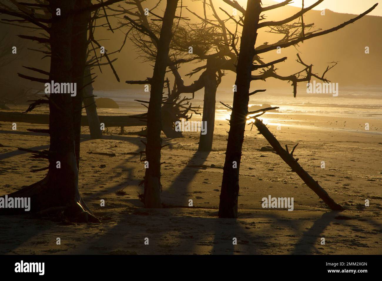 Beach silhouette, Moolack Beach, Newport, Oregon Stock Photo - Alamy
