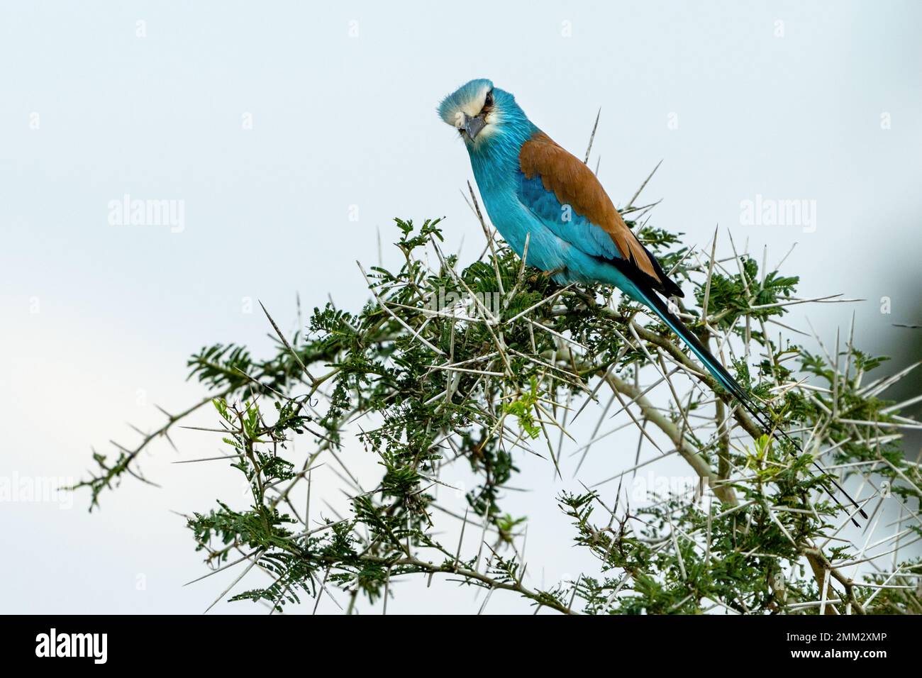 An Abyssinian roller bird perched on a branch in a thorny bush in ...