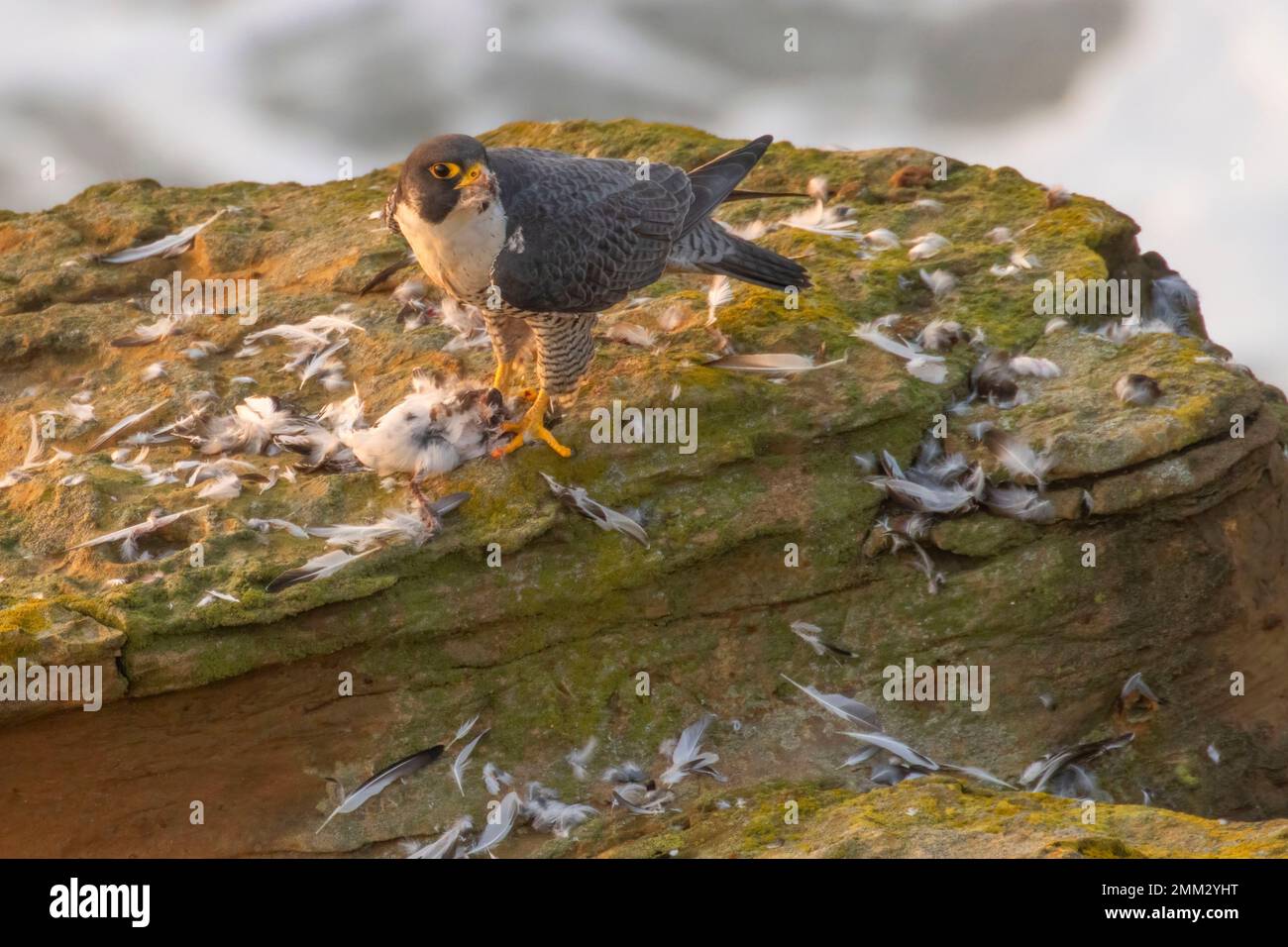 Peregrine falcon (Falco peregrinus) eating black turnstone, Devils ...