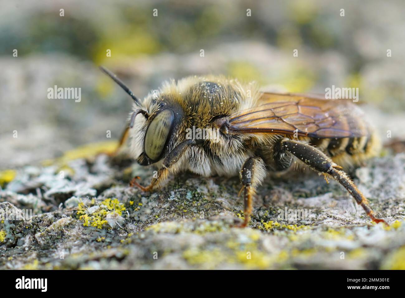 Detailed closeup of a brown hairy male of the Mediterranean wood-boring ...