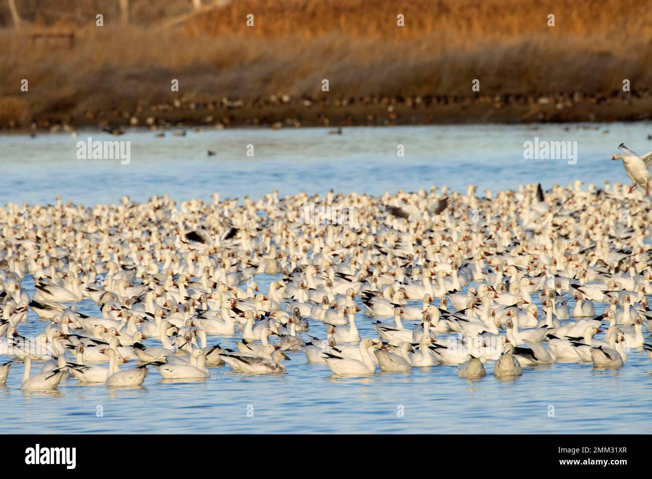 Snow geese (Anser caerulescens), McNary National Wildlife Refuge ...