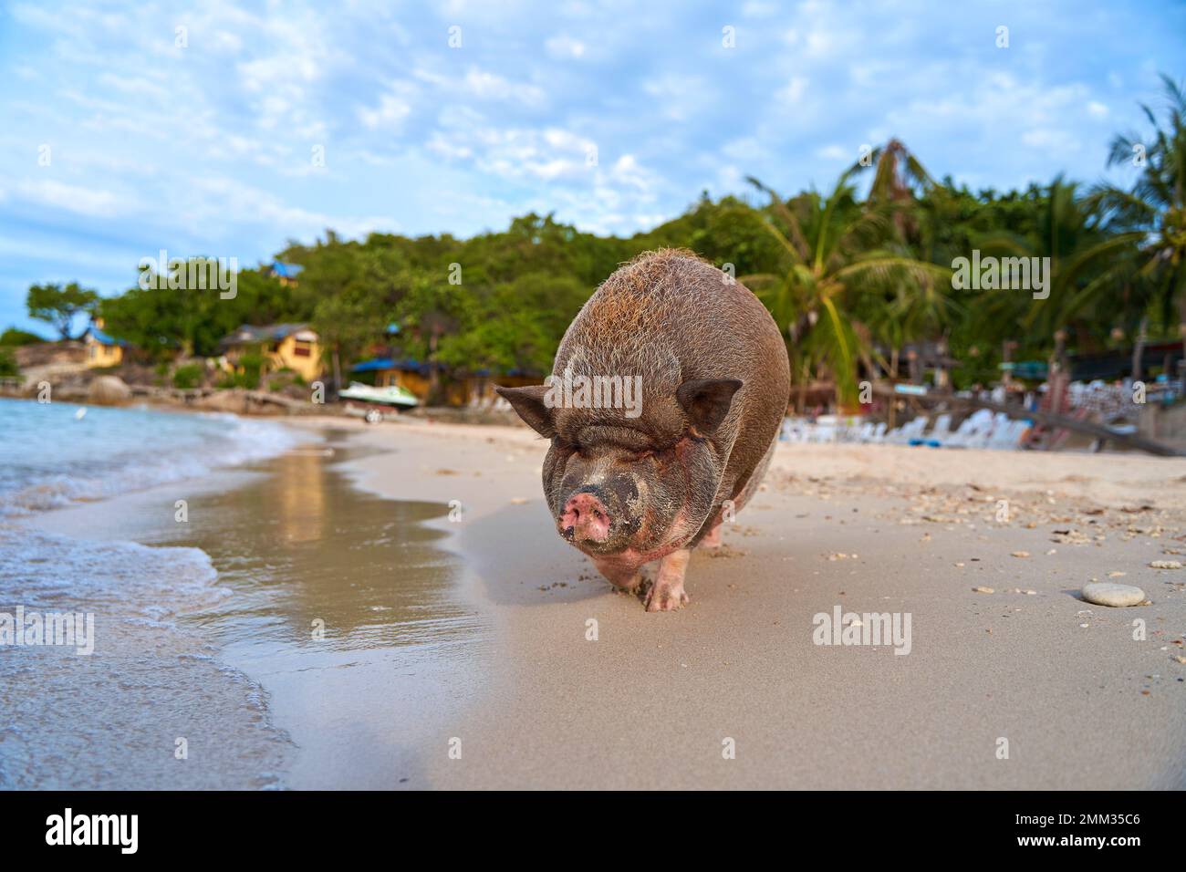 A pig walks and swims in the sea on an exotic beach Stock Photo - Alamy