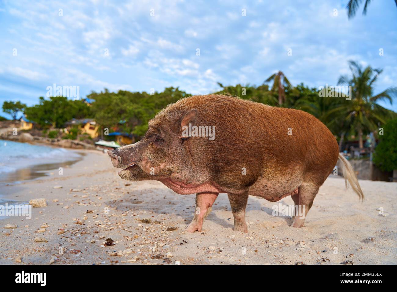 A pig walks and swims in the sea on an exotic beach Stock Photo - Alamy