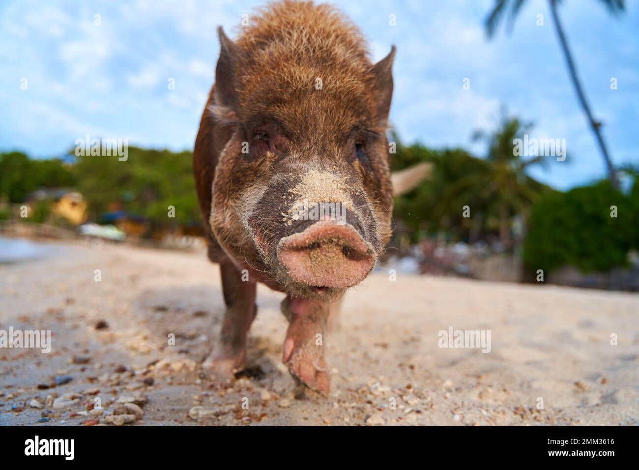 A pig walks and swims in the sea on an exotic beach Stock Photo - Alamy