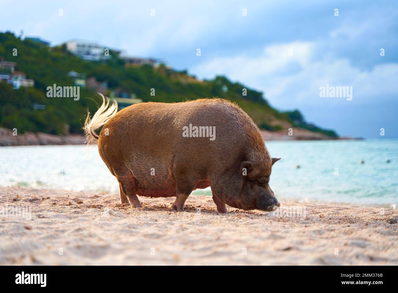 A pig walks and swims in the sea on an exotic beach Stock Photo - Alamy