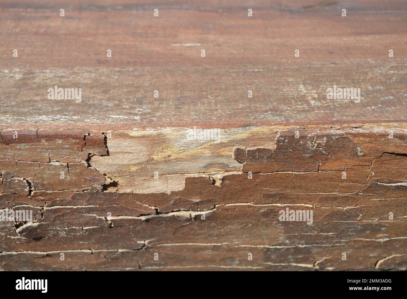 Rustic wood surface of old tree and cracked bark part attached to this ...