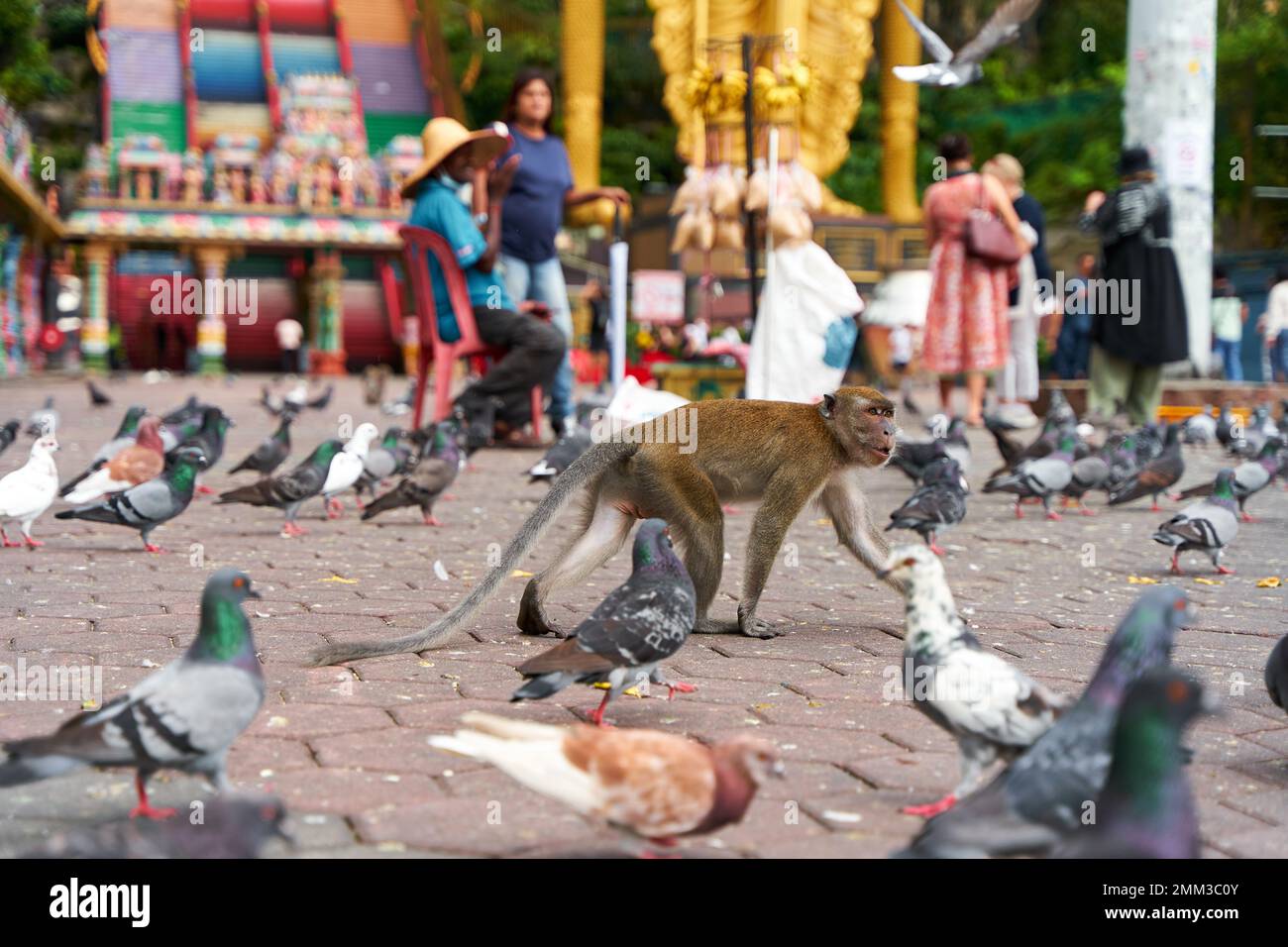 Wild monkeys at the entrance to the Batu Caves take food from the ...