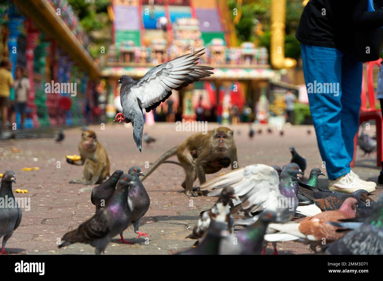 Wild monkeys at the entrance to the Batu Caves take food from the ...