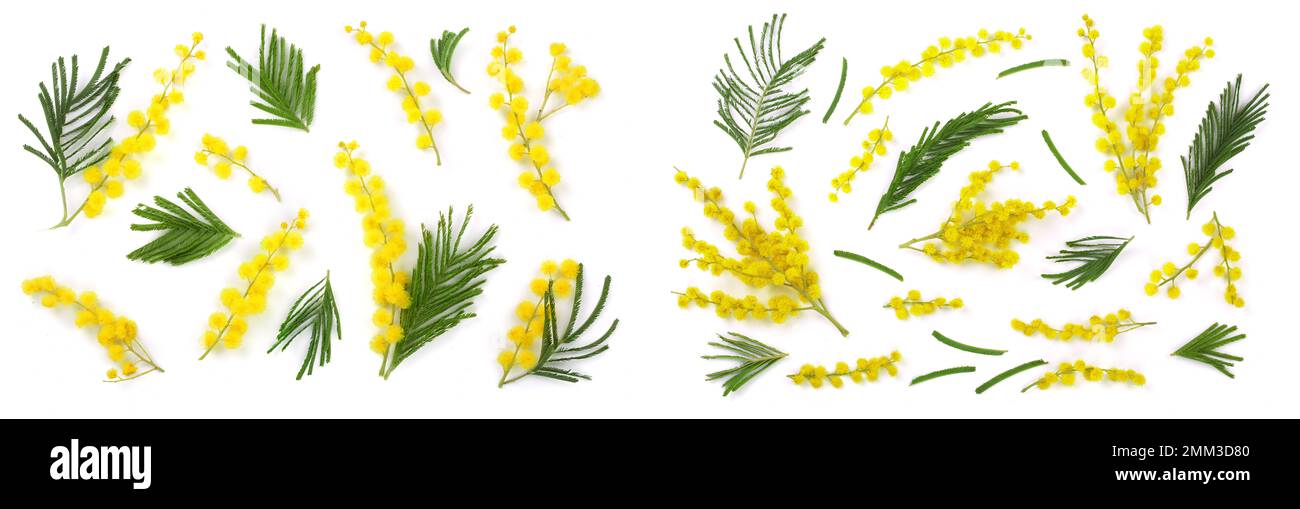 mimosa isolated on white background. Top view Stock Photo - Alamy