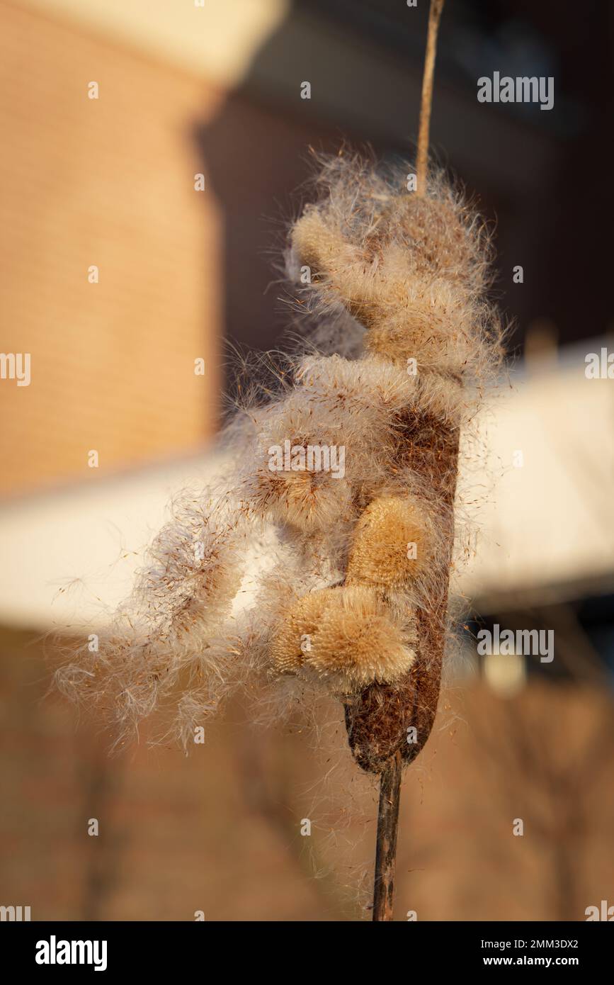Typha angustifolia flower hi-res stock photography and images - Alamy