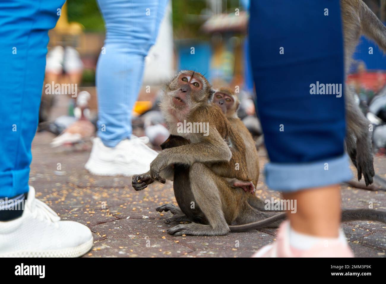 Wild monkeys at the entrance to the Batu Caves take food from the ...