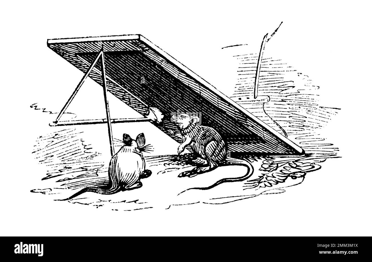 Antique illustration of a mousetrap. Published in American’s Boy Book ...