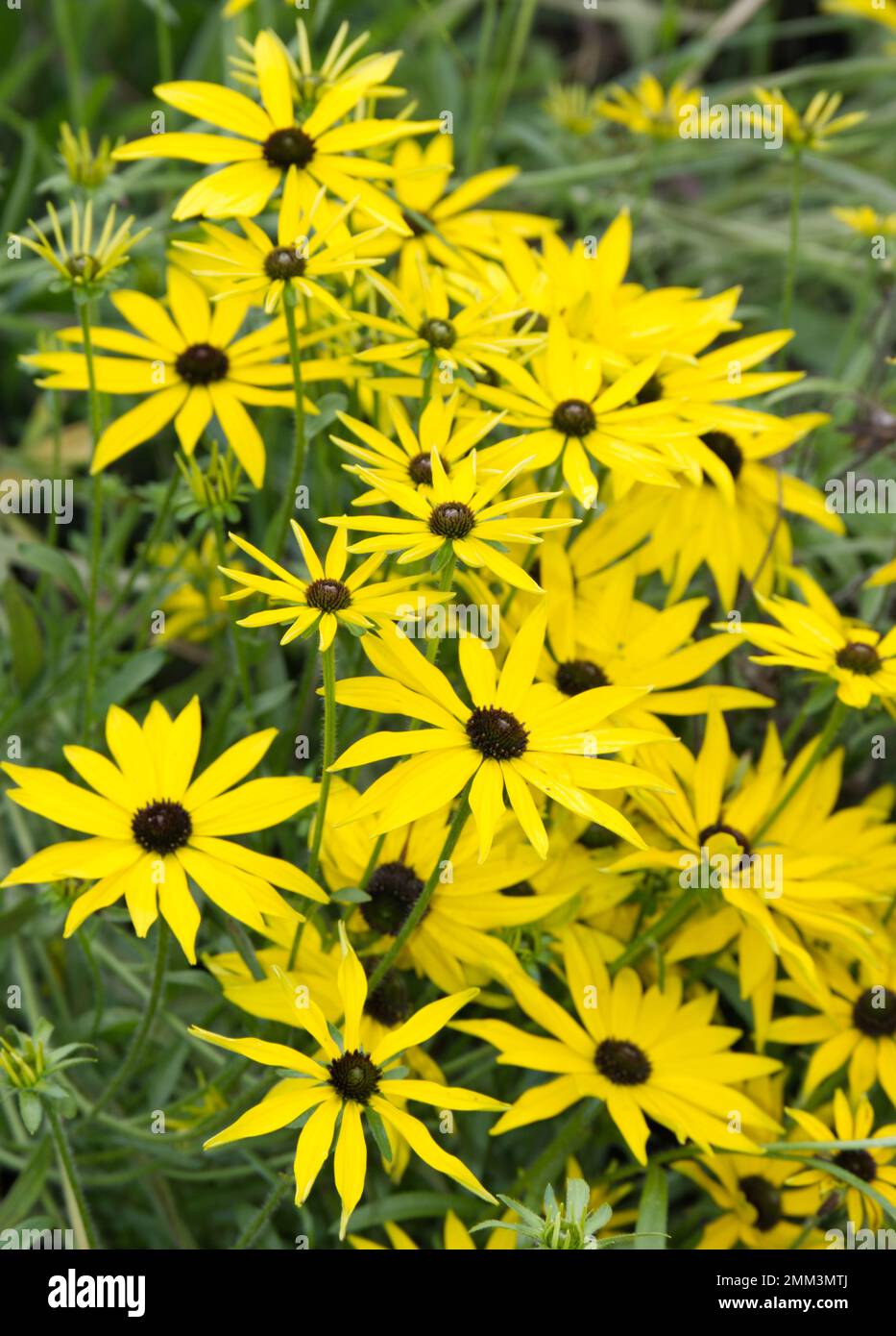 Brilliant yellow autumn flowers of Rudbeckia missouriensis, also known ...