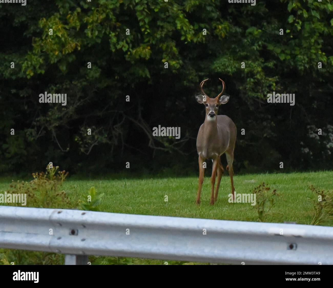 A white-tailed deer grazes in a field off of Skeel Avenue near the 12th ...
