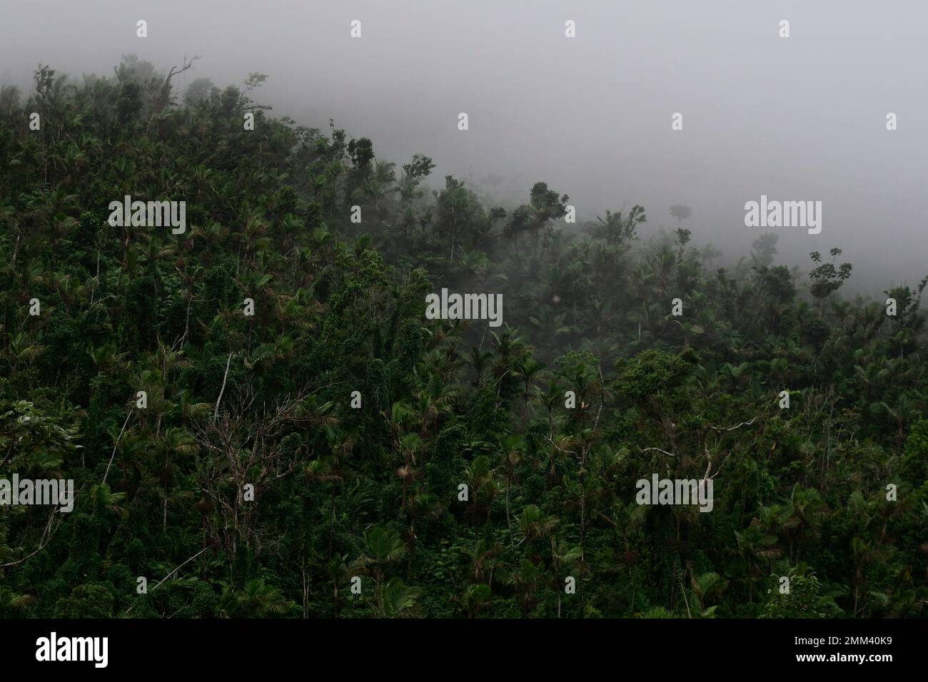 This Nov. 6, 2018 photo shows part of a forest canopy near the Iguaca ...