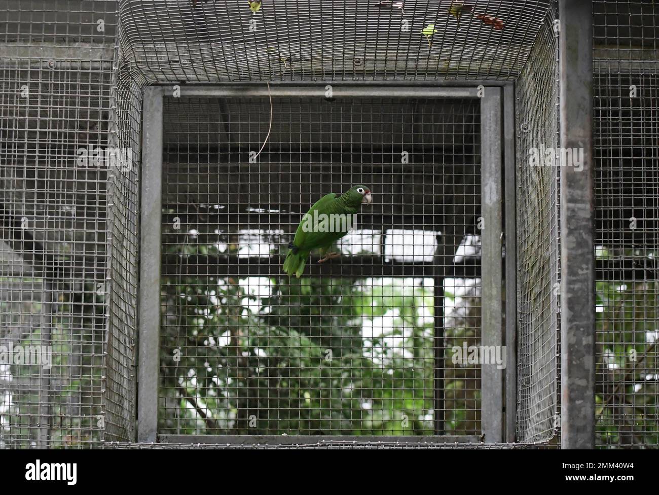 In this Nov. 6, 2018 photo, a Puerto Rican parrot perches inside a ...