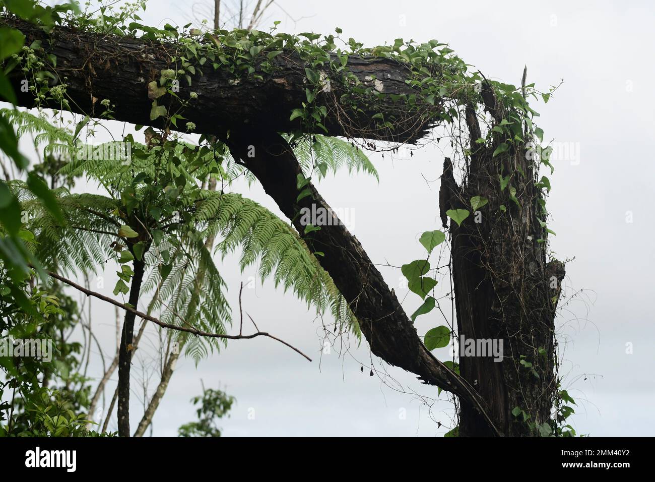 This Nov. 6, 2018 photo shows a tree that was split in two by Hurricane ...