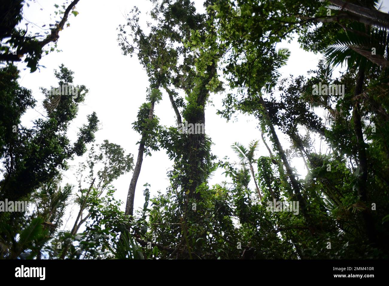 This Nov. 6, 2018 photo shows a Honduran mahogany tree, center, that ...