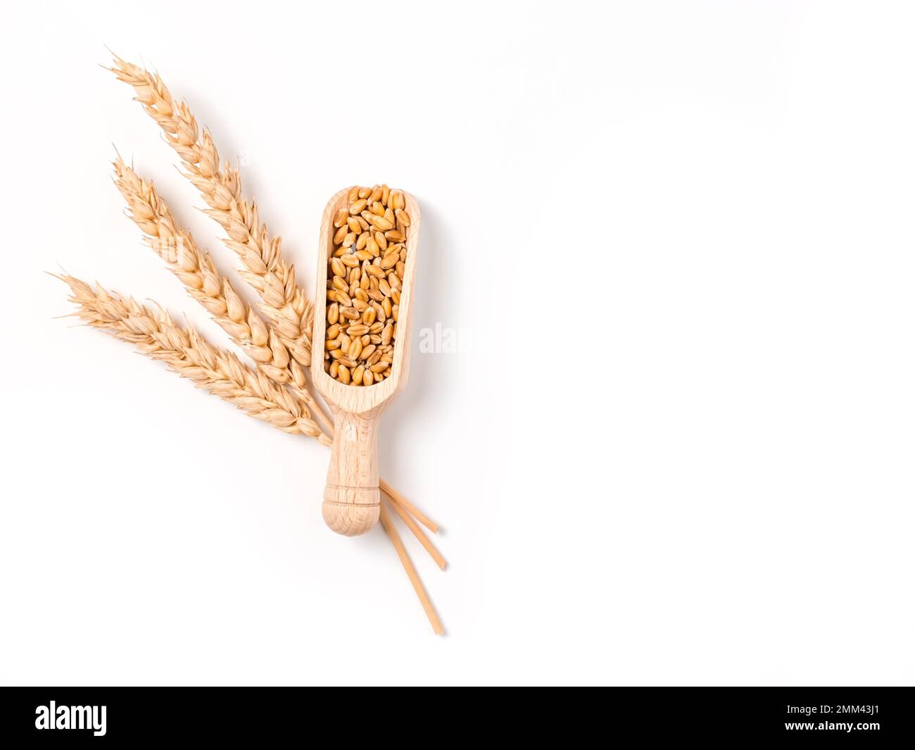 Wheat grain in wooden scoop and bundle of wheat spikes isolated on ...