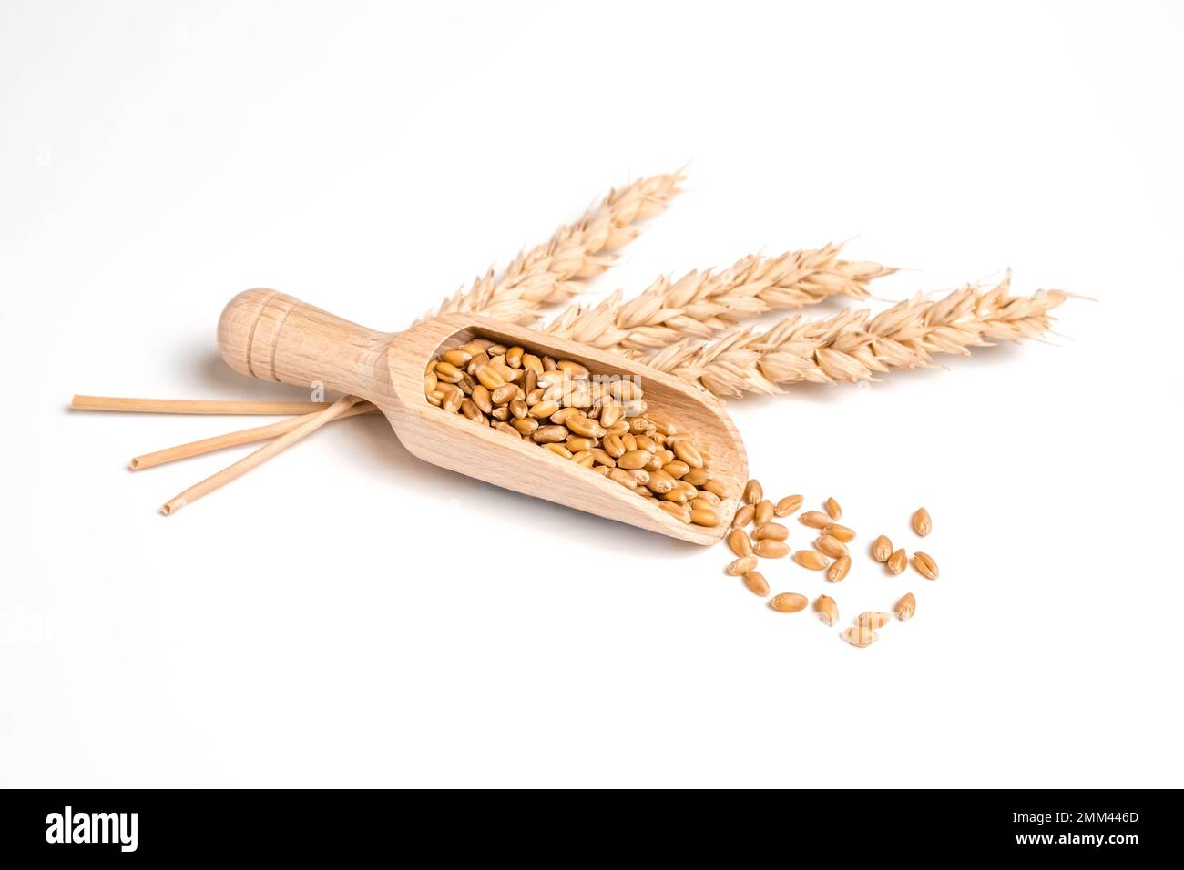 Wheat grain in wooden scoop and bundle of wheat spikes isolated on ...