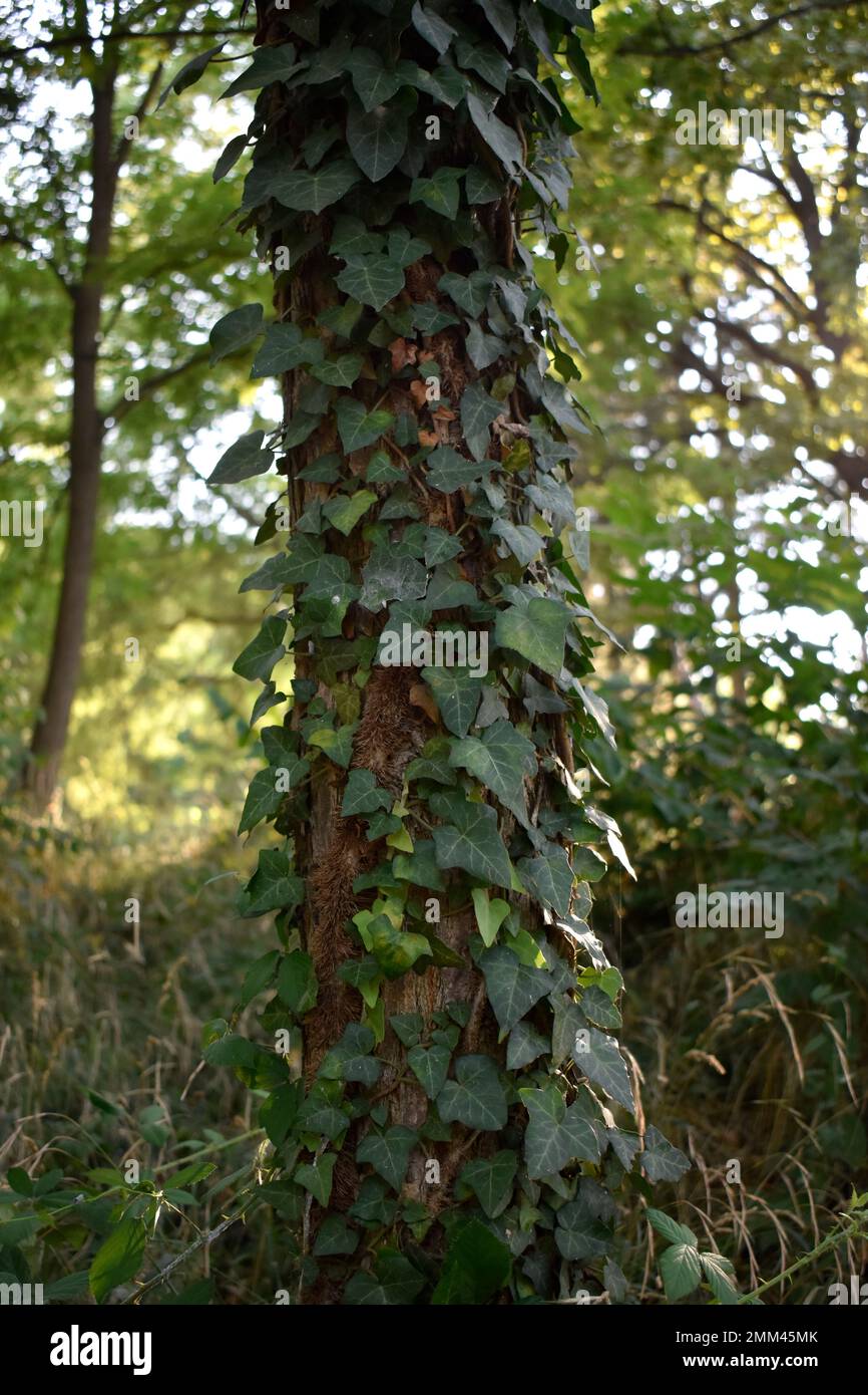 A tree trunk overgrown with leaves in selective focus and forest in a ...