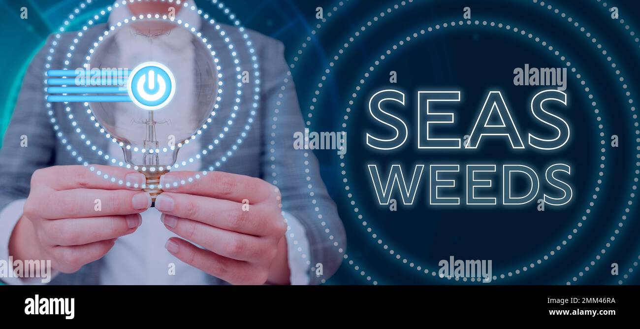 Handwriting text Sea Weeds. Business approach Large algae growing in ...