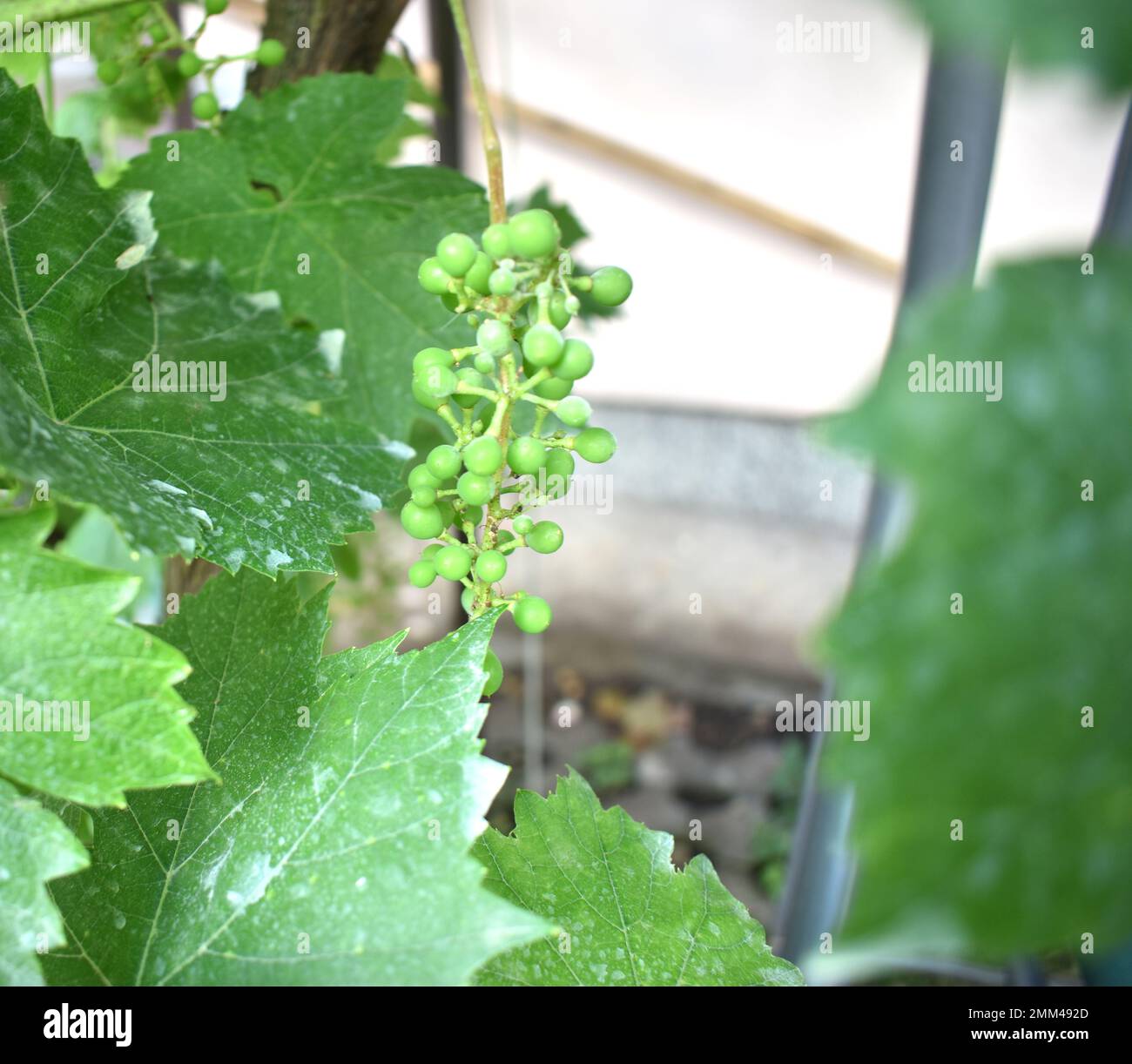 Unripe grape fruit and leaves and branches in the background Stock Photo - Alamy
