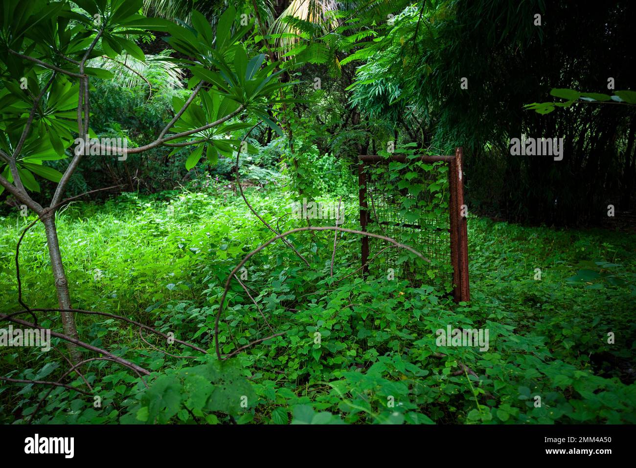 Leaves of the jungle hi-res stock photography and images - Alamy