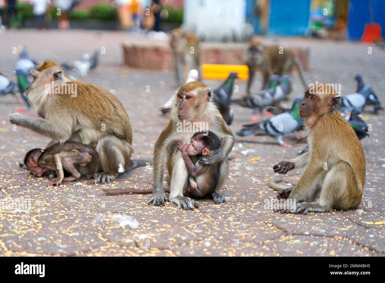 Wild monkeys at the entrance to the Batu Caves take food from the ...