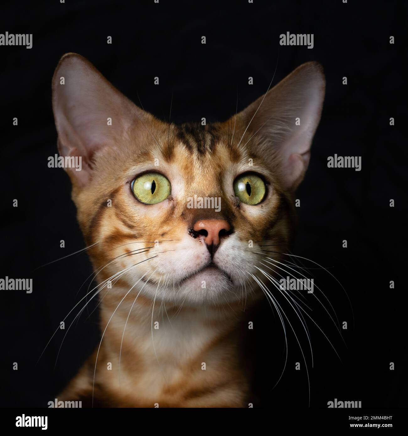 Beautiful purebred Bengal cat portrait with curious look Stock Photo ...