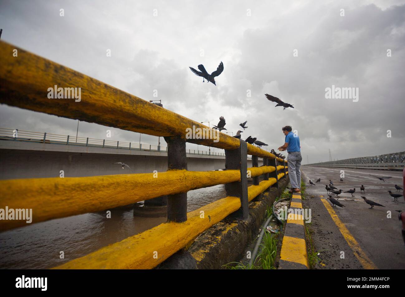 Man feeding crows hi-res stock photography and images - Alamy